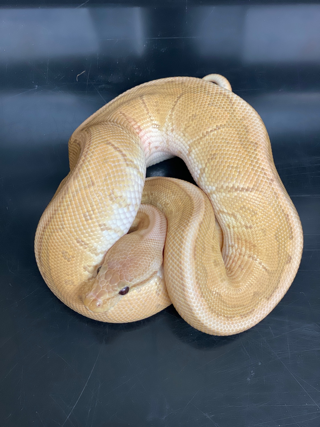 Ultramel Cinnamon Pinstripe Ball Python by Infinite Scales - MorphMarket