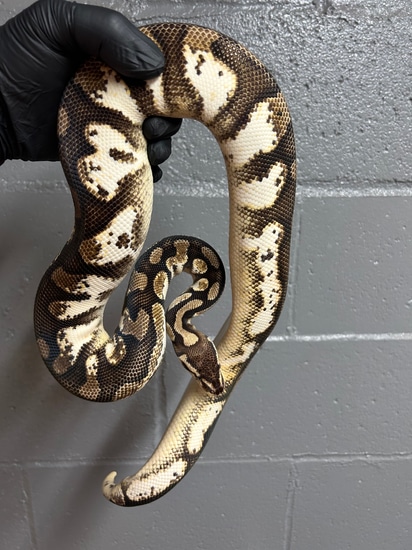 Sugar Ball Python by Huron Valley Reptiles