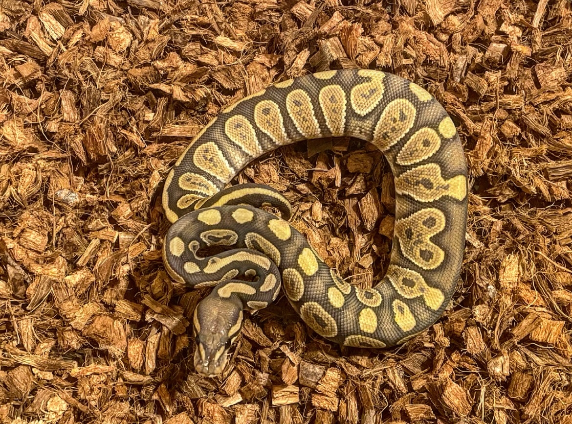 Chocolate Hypo Ball Python by Plus Ultra Pythons - MorphMarket