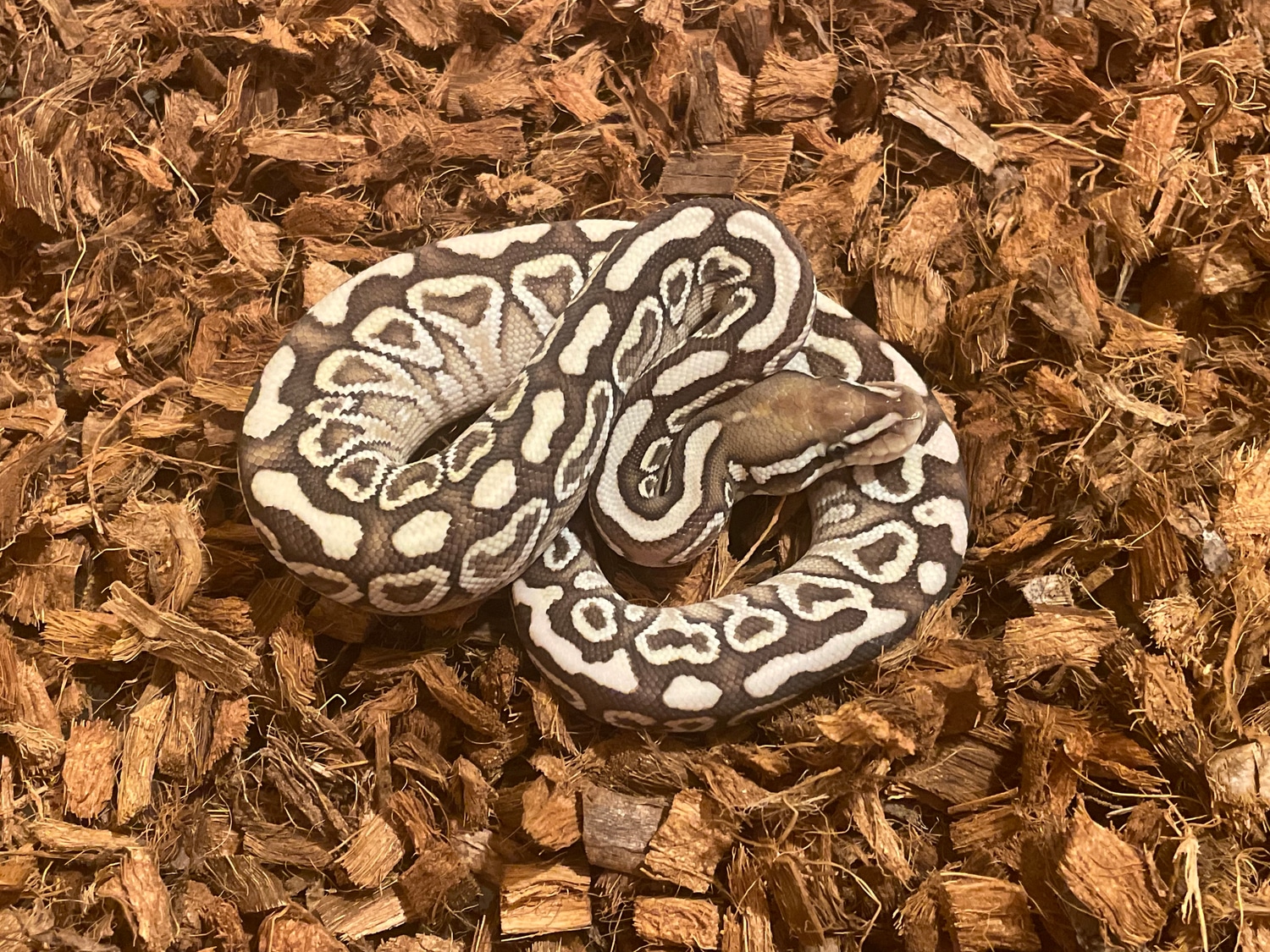 Hurricane Spotnose Lesser Ball Python by Plus Ultra Pythons - MorphMarket