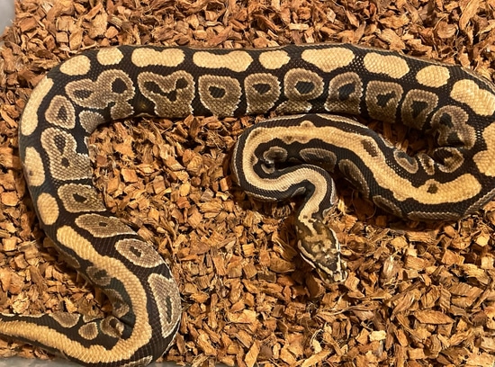 Spotnose Ball Python by Plus Ultra Pythons