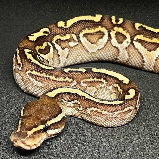 Hurricane Lesser Ball Python by Plus Ultra Pythons