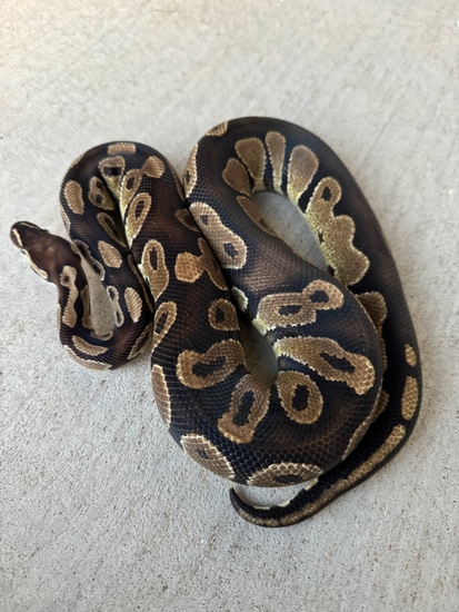 Asphalt 100% Het Pied Ball Python by Plus Ultra Pythons