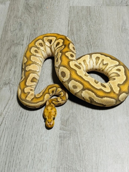 *LOW RESERVE*PROVEN* Spotnose Yellowbelly Mojave Clown Ball Python by ...