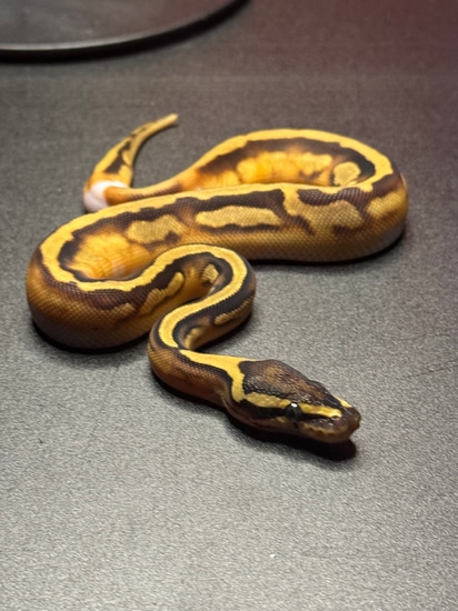 Yellow Belly/Asphalt Enchi Piebald Ball Python by Plus Ultra Pythons