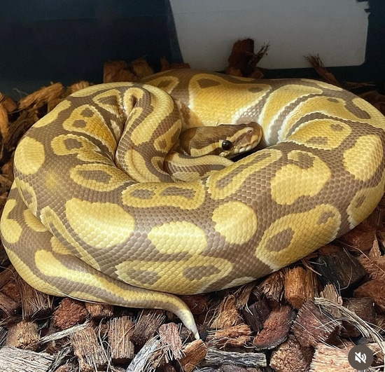 Ultramel 100% Het Clown Ball Python by Plus Ultra Pythons