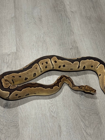 Clown 100% Het Ultramel Ball Python by Plus Ultra Pythons