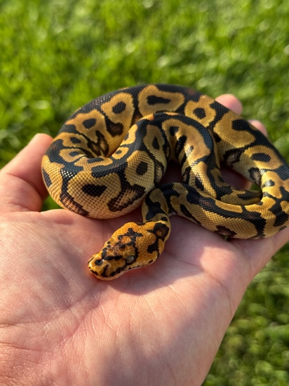 Spotnose Clown Ball Python by Plus Ultra Pythons