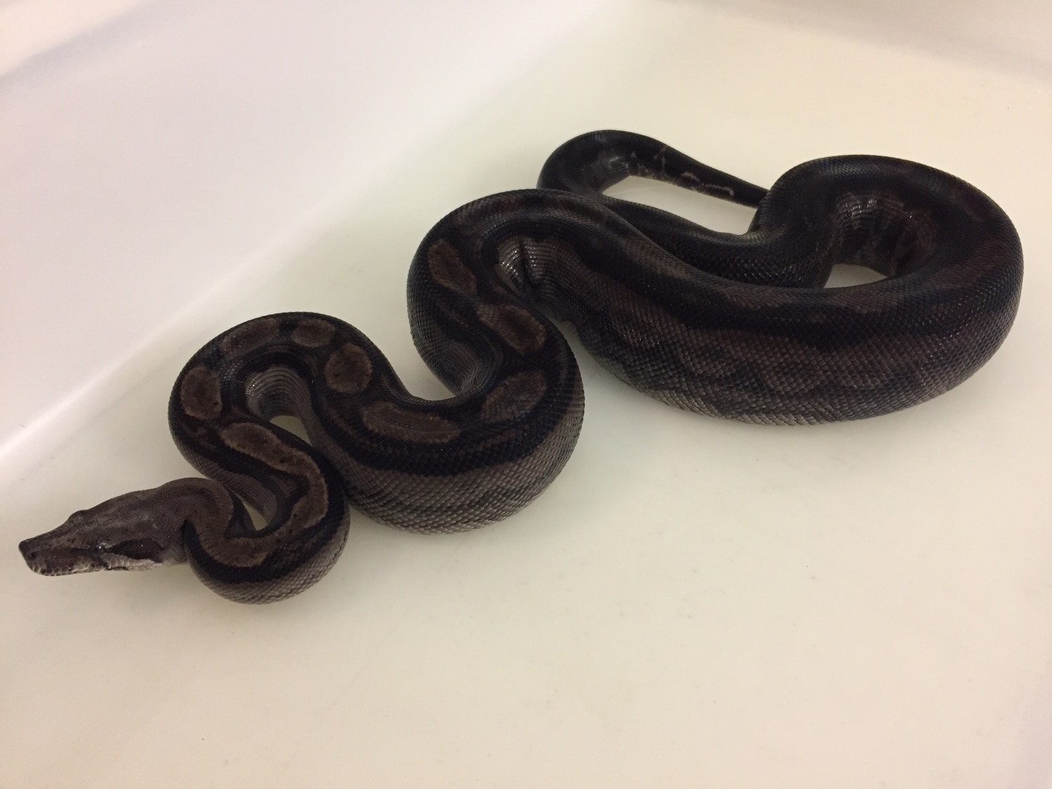RDR Black Eyed Anery Motley Boa Constrictor by Boa Nation, LLC ...
