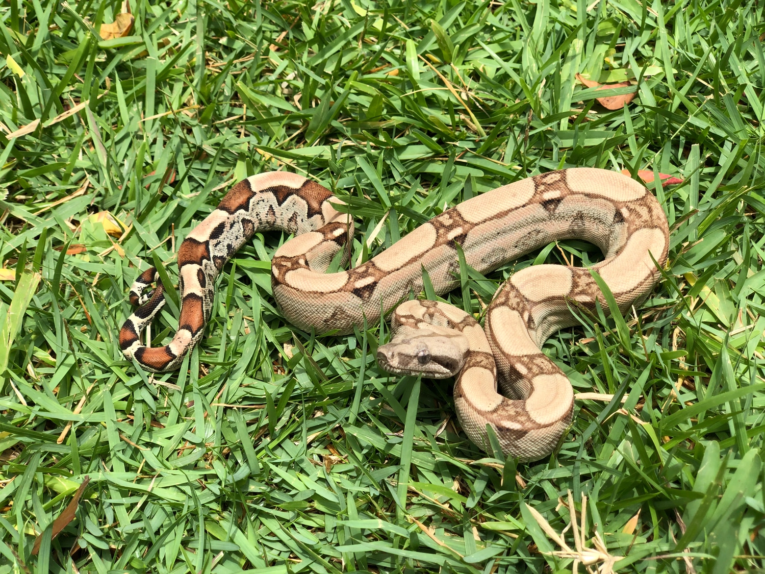 PD Keywest Het VPI Snow Boa Constrictor by Boa Nation, LLC - MorphMarket