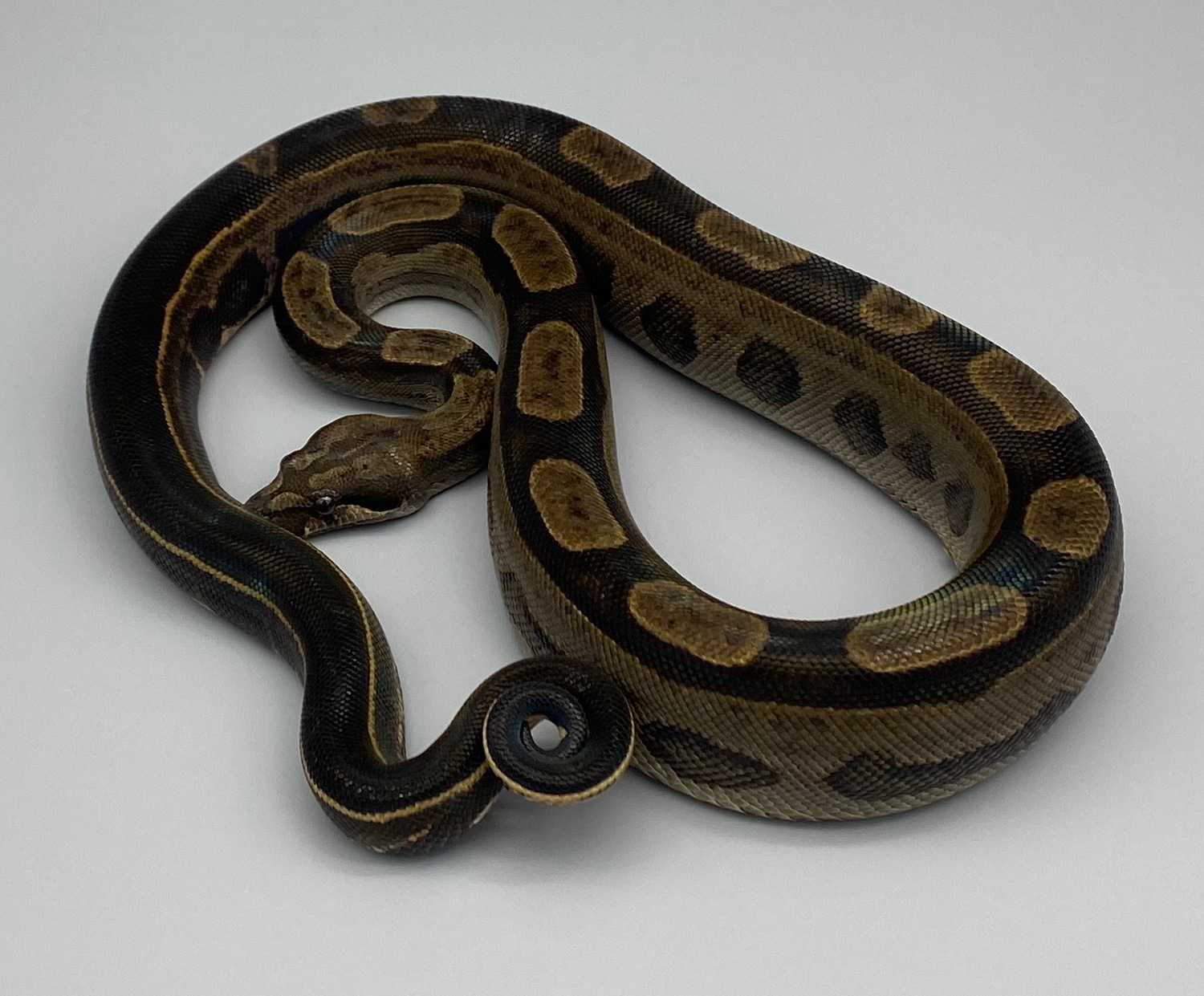 CA Motley Het Albino Leopard Boa Constrictor by Boa Nation, LLC ...