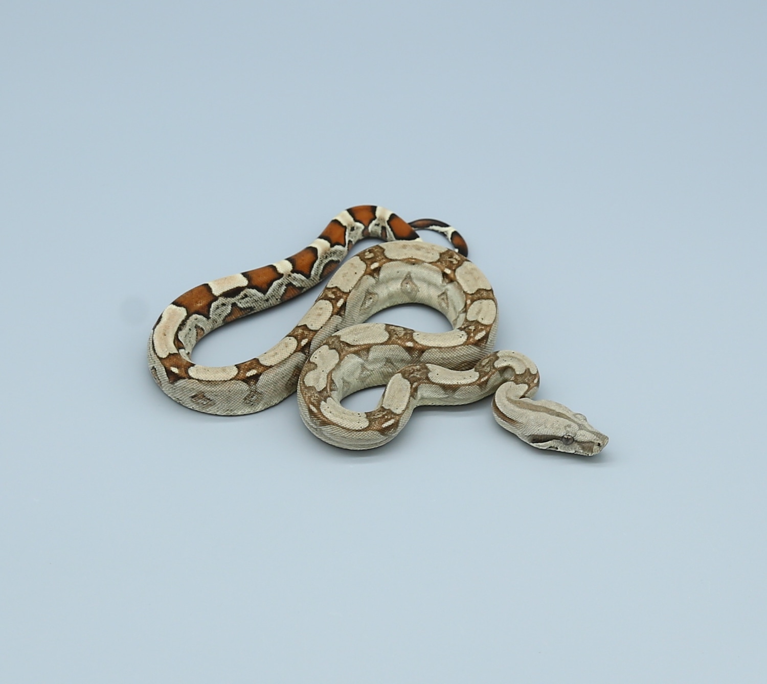 Keywest Het VPI Snow Boa Constrictor by Boa Nation, LLC - MorphMarket