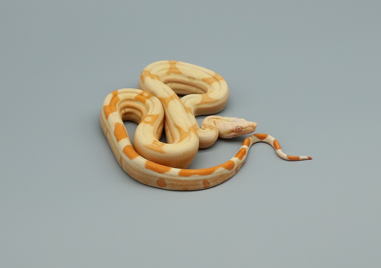 Sunglow Jungle PH Blood Boa Constrictor by Boa Nation, LLC - MorphMarket