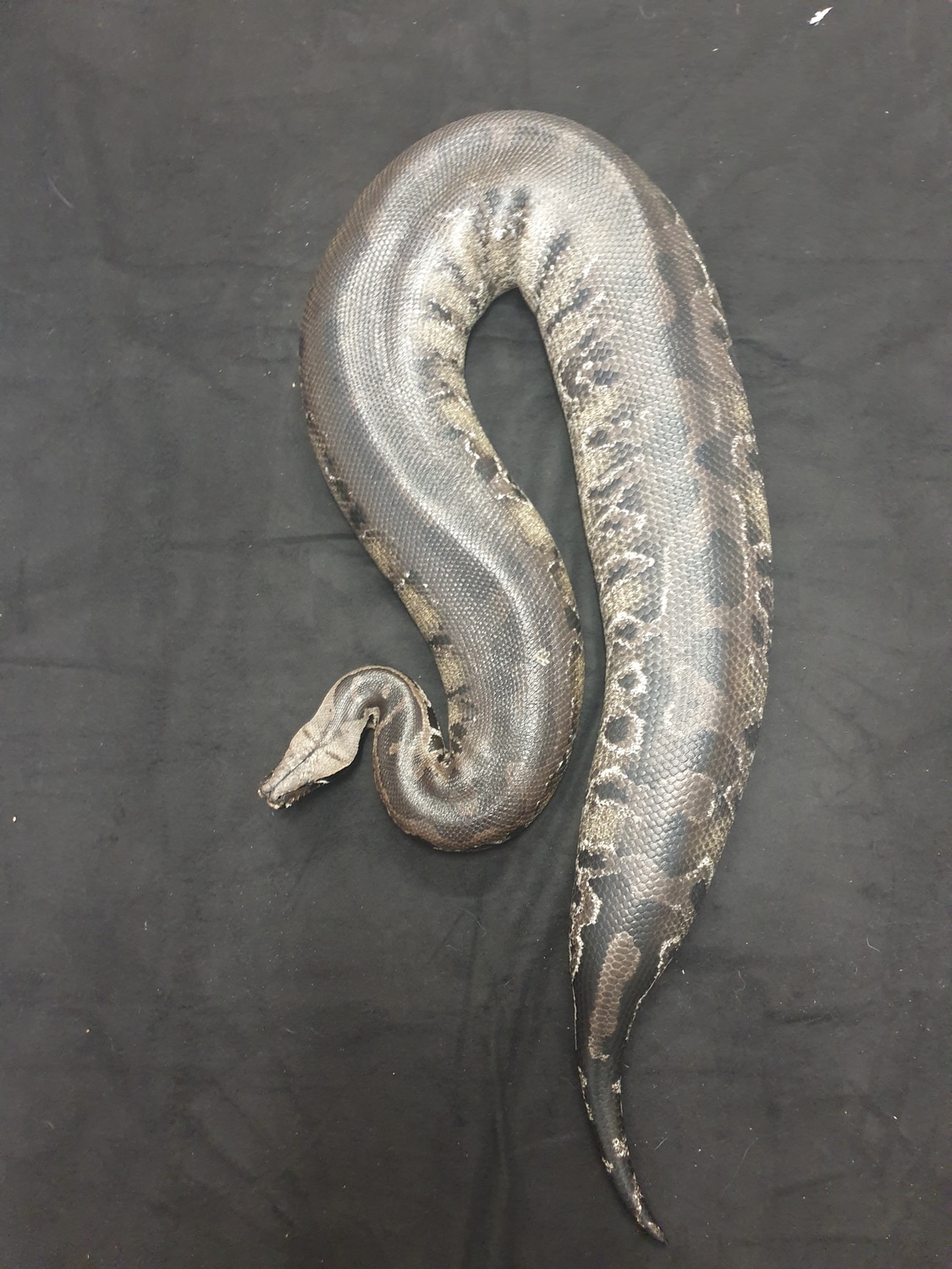 Pair Sumatran Short-tailed Python by BRT Reptiles - MorphMarket