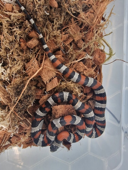 Variable Kingsnake Nuevo Leon Kingsnake by BRTL Reptiles