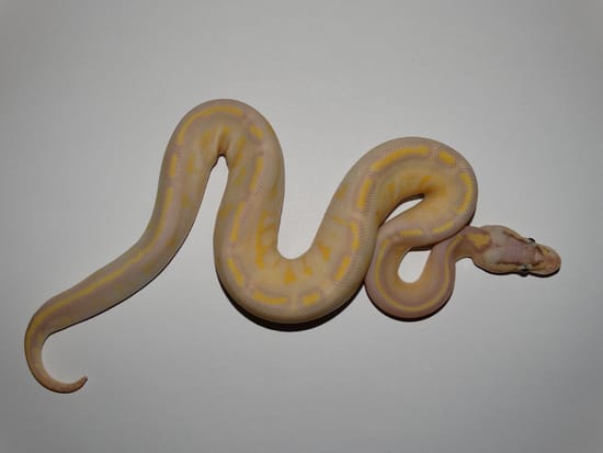 Banana Highway Pastel Ball Python by Bruno Escriva