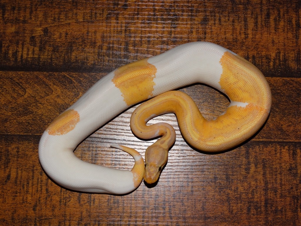 Piebald Yellow Belly Banana Ball Python by Bruno Escriva - MorphMarket