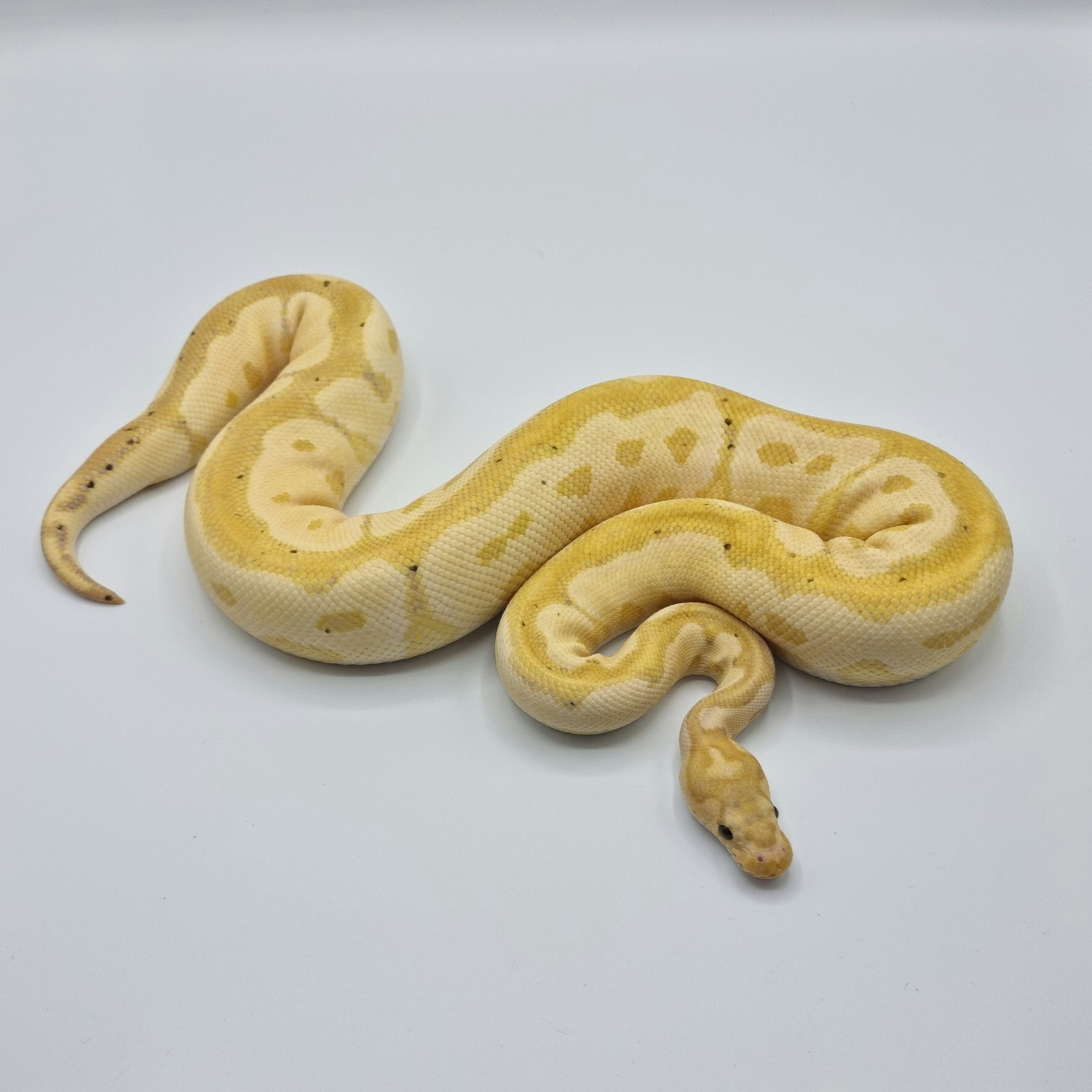 Banana Yellow Belly Clown Ball Python by Spectrum Snakes - MorphMarket
