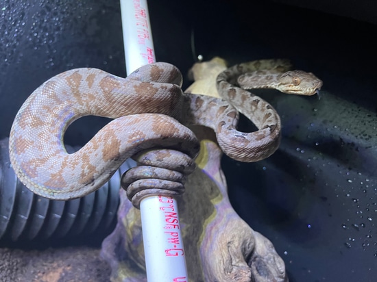 Established LTC Garden Amazon Tree Boa by Bruno’s Exotics