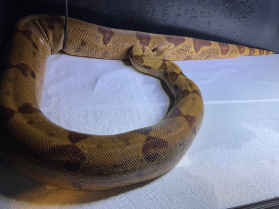 2017 Adult Female Hypo BCI Boa Constrictor by Bruno’s Exotics