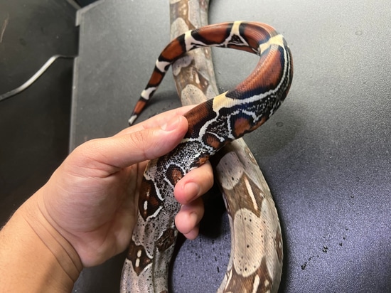 GUYANA Red Tail AMAZING Silver Color True Red-Tailed Boa Constrictor by ...