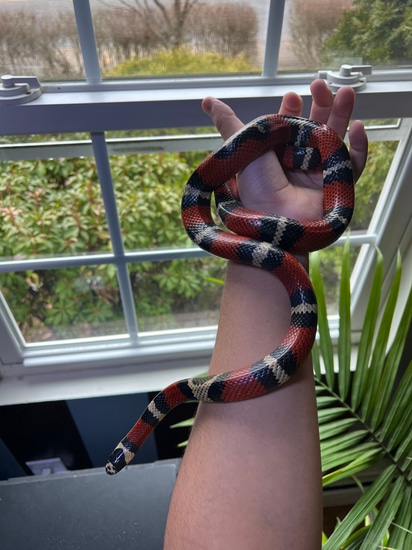 Stuart’s Milk Stuart's Milk Snake by Bruno’s Exotics