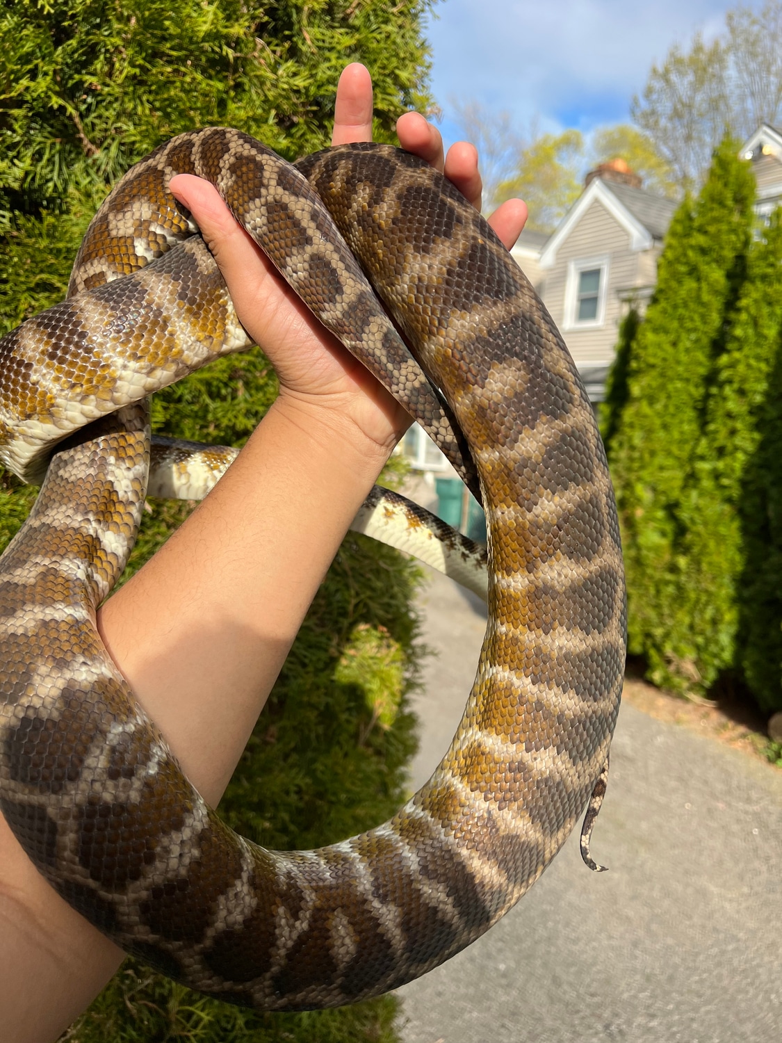 Adult Female IJ Irian Jaya Carpet Python by Bruno’s Exotics - MorphMarket