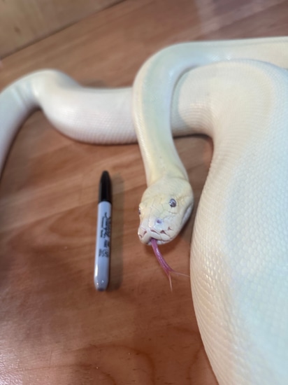 Ivory Granite Het Albino Het Green Burmese Python by Bruno’s Exotics