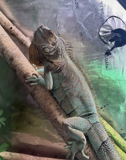 Axanthic Green Iguana by Bruno’s Exotics