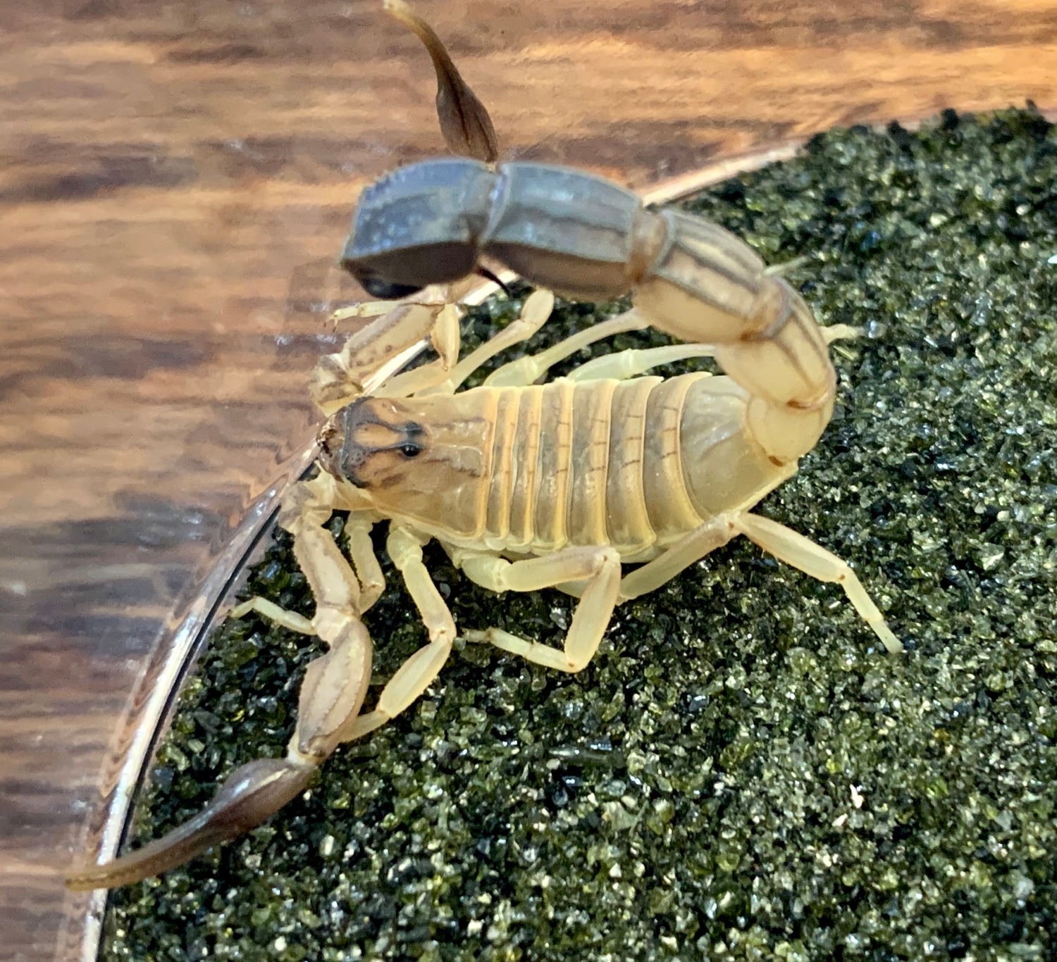 Androctonus Australis Hector (Morocco) (Yellow Fat Tail) CB 6i Scorpion ...