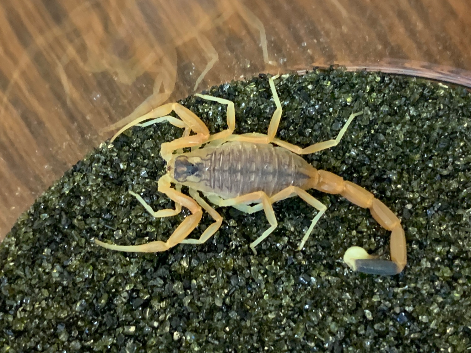 Leiurus Cf. Quinquestriatus Red Sea Locale 4i/5i Scorpion by Arachnid ...