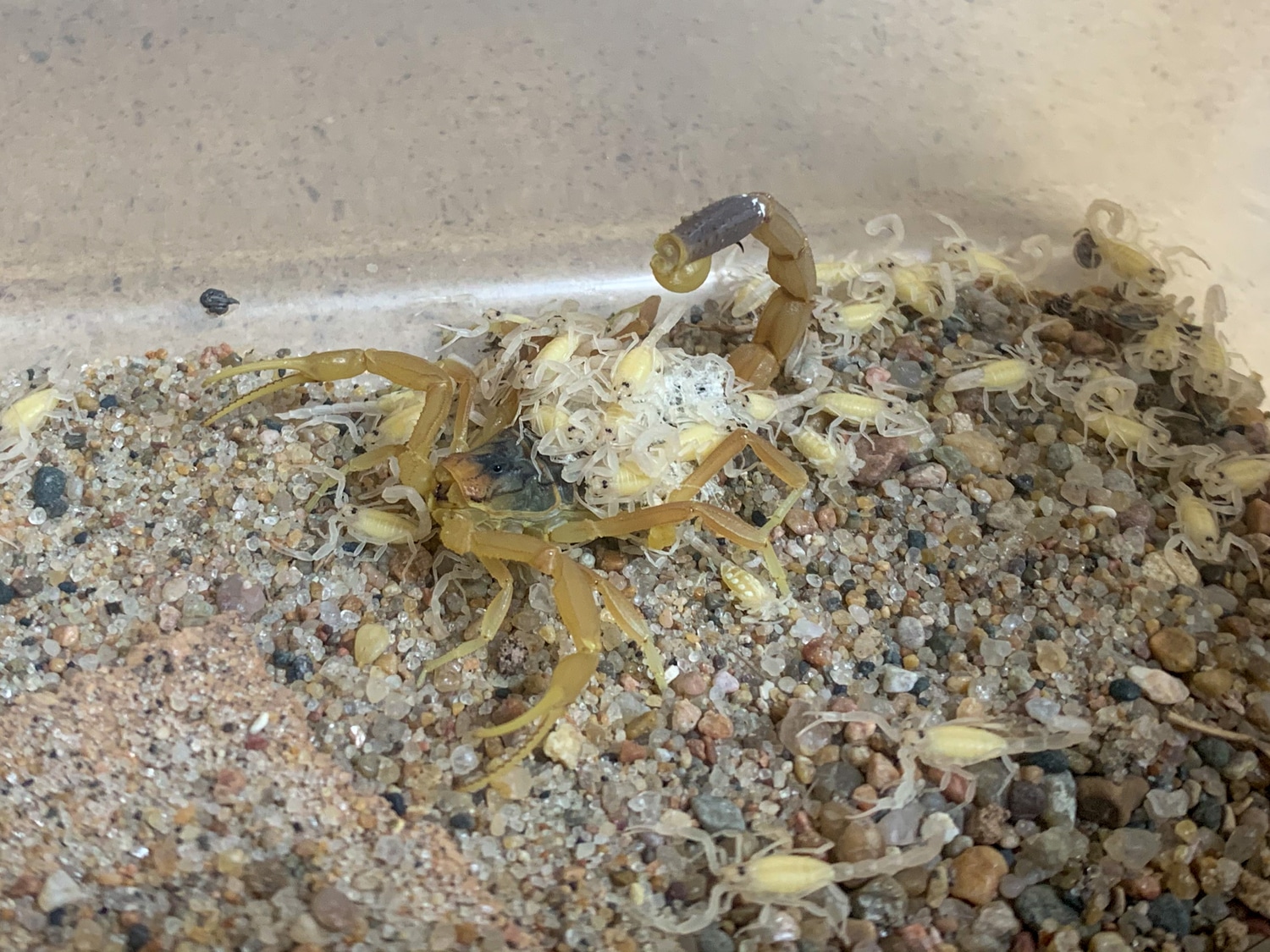 Leiurus Hebraeus ‘Orange’ (Hebrew Deathstalker) Scorpion by Arachnid ...