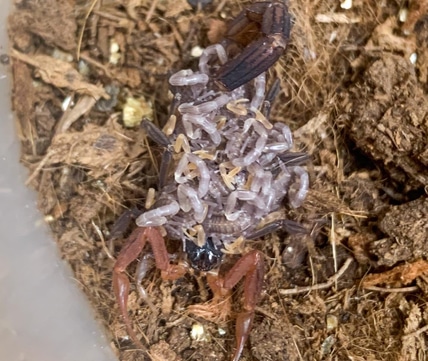 Heteroctenus Junceus (Cuban Blue ) Scorpion by Arachnid Rarities ...