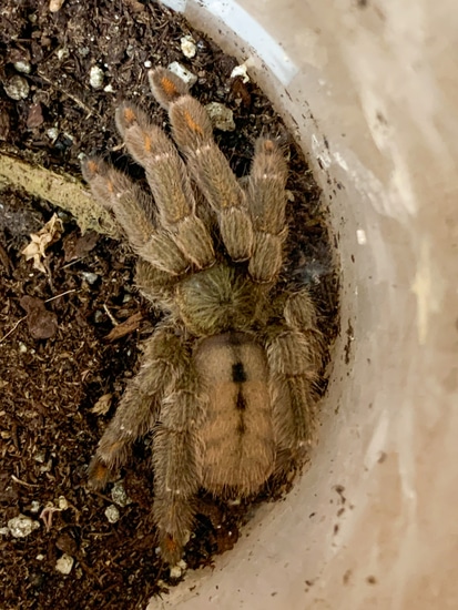 Psalmopoeus Cambridgei (Trinidad Chevron) Tarantula by Arachnid Rarities