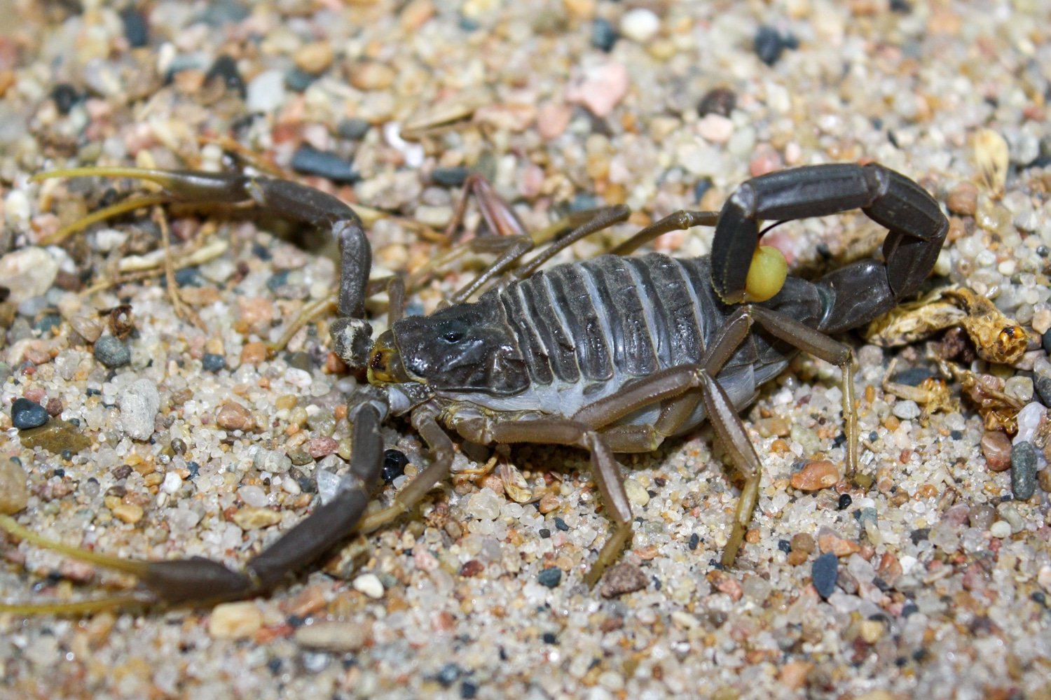Leiurus Jordanensis (Black Deathstalker) Scorpion by Arachnid Rarities ...
