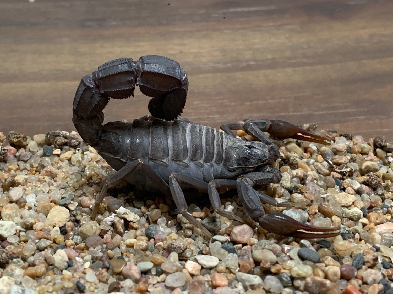 Androctonus Gonneti (Ebony Fattail) Scorpion by Arachnid Rarities ...