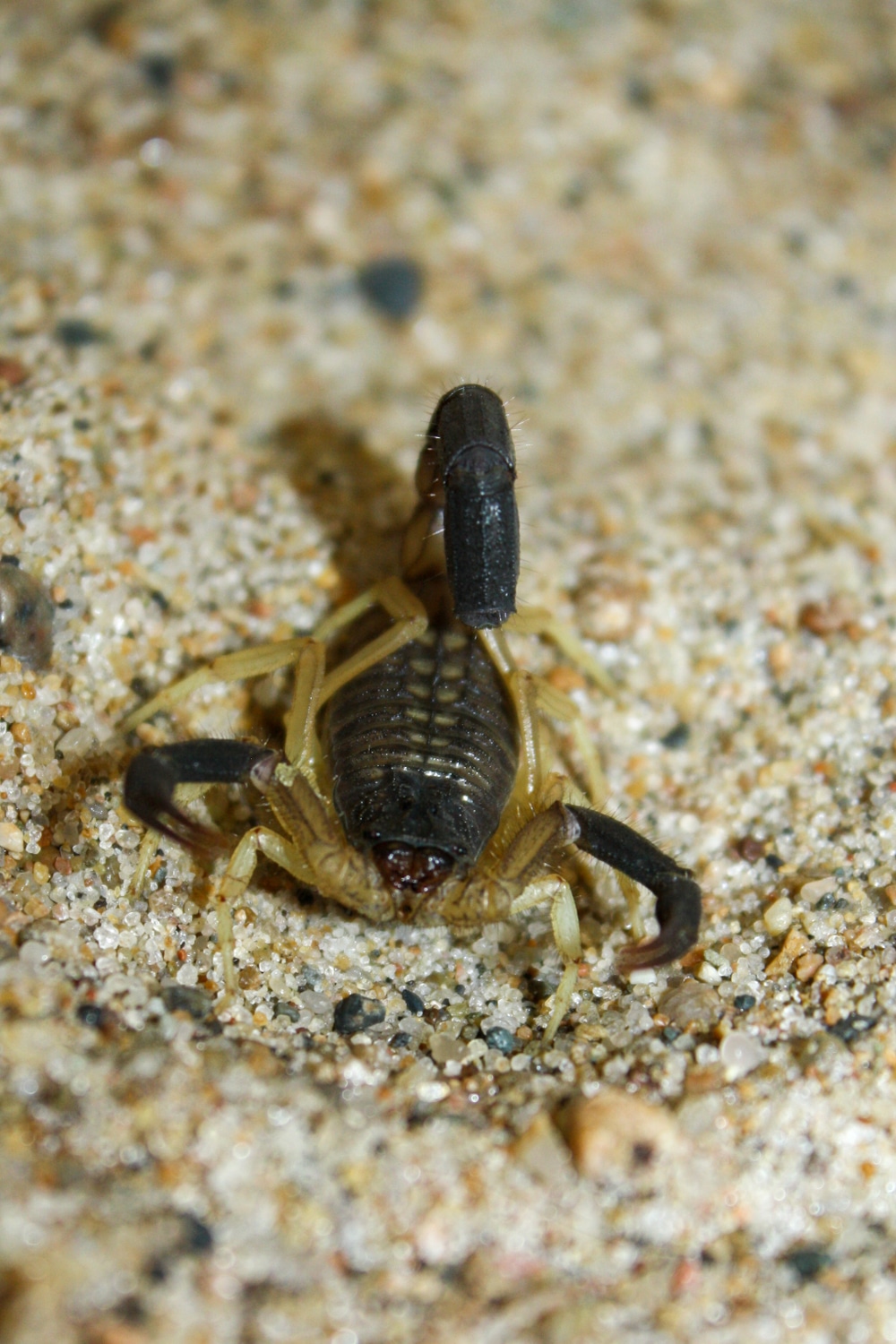 Hottentotta Jayakari (Black Tailed Alligator Back) Scorpion by Arachnid ...