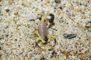 Scolopendra Sp. Malaysian Jewel Centipede by Arachnid Rarities ...