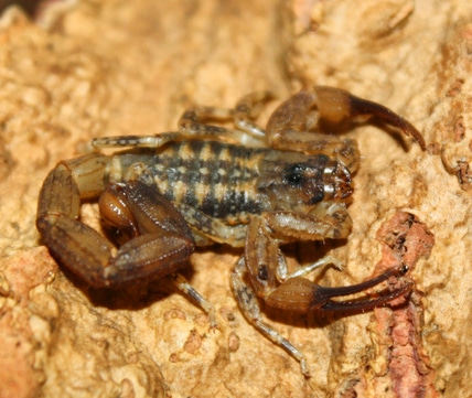 Tityus Magnimanus Scorpion by Arachnid Rarities - MorphMarket
