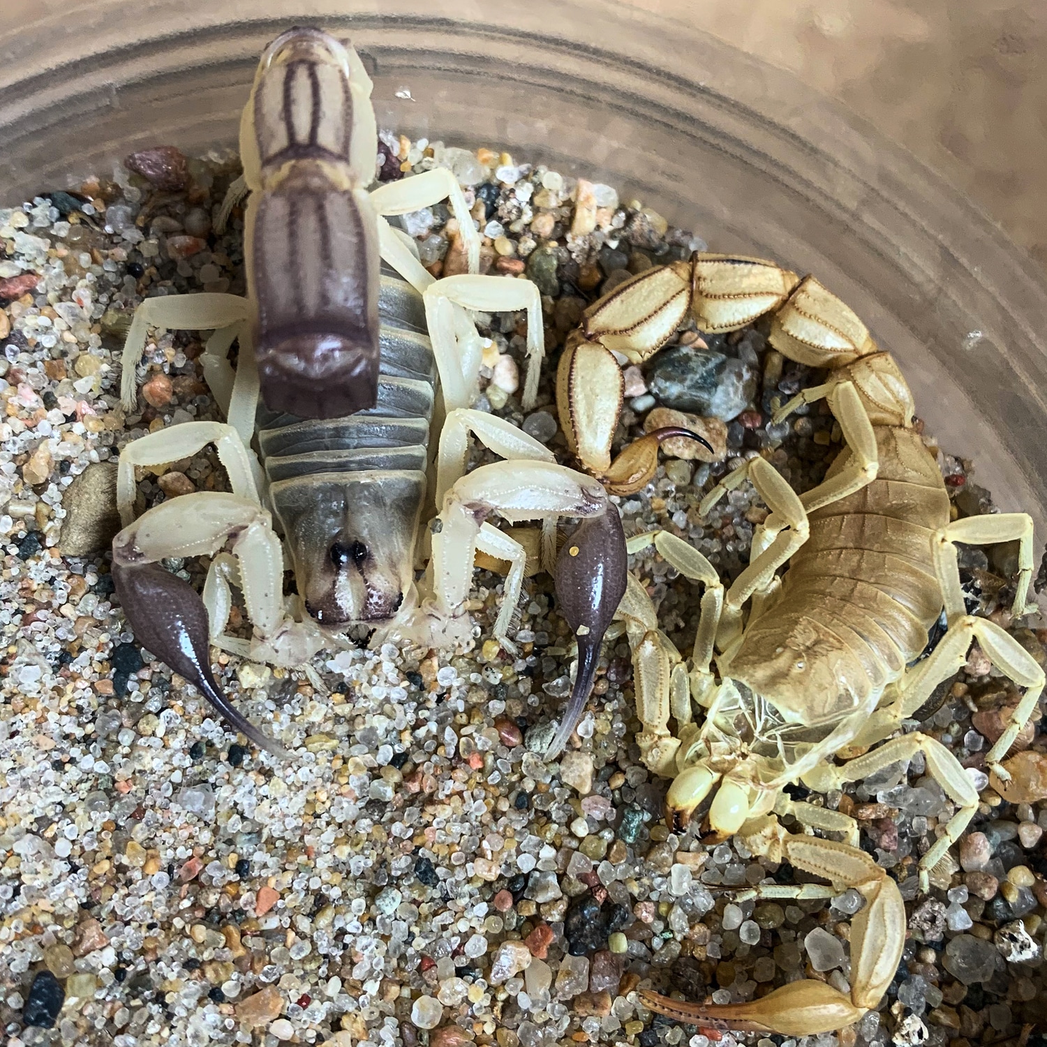 Androctonus Australis Hector Morph Scorpion by Arachnid Rarities ...