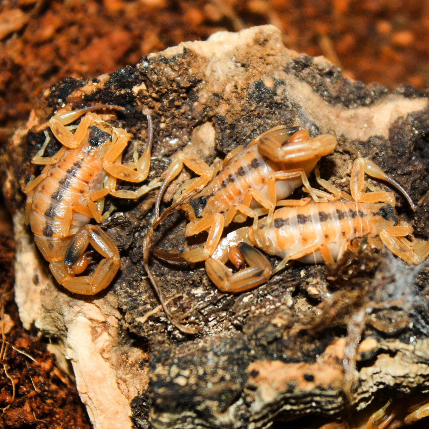 Tityus Stigmurus (Brazilian Scorpion) by Arachnid Rarities - MorphMarket