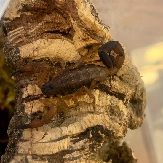 Tityus Obtusus (Rare Puerto Rico Thick Tail) Scorpion by Arachnid Rarities