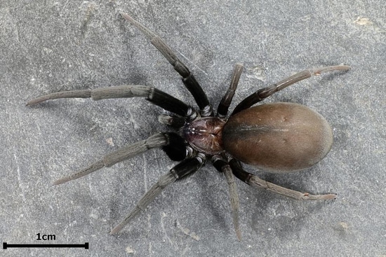 Sahastata Wunderlichi Other Spider by Arachnid Rarities