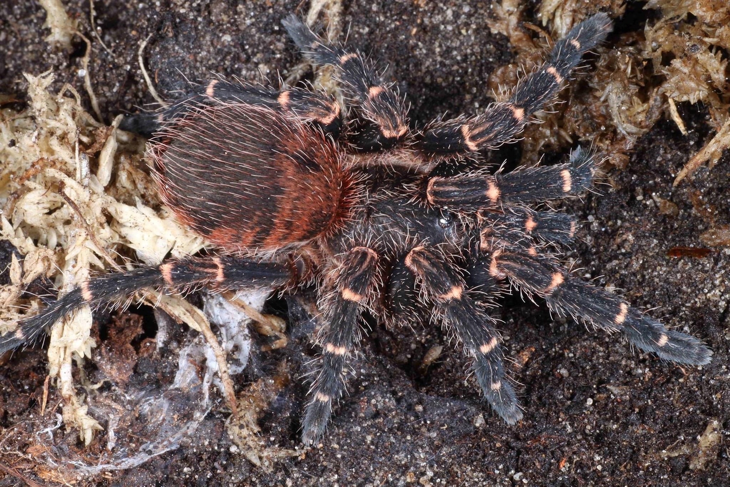 Neischnocolus Sp. Panama Tarantula by Arachnid Rarities - MorphMarket