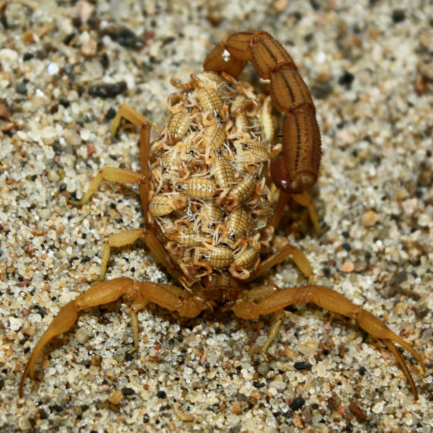 Hottentotta Tamulus (True Indian Red!) Scorpion by Arachnid Rarities ...