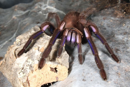 Chilobrachys Sp. Electric Blue Tarantula by Arachnid Rarities
