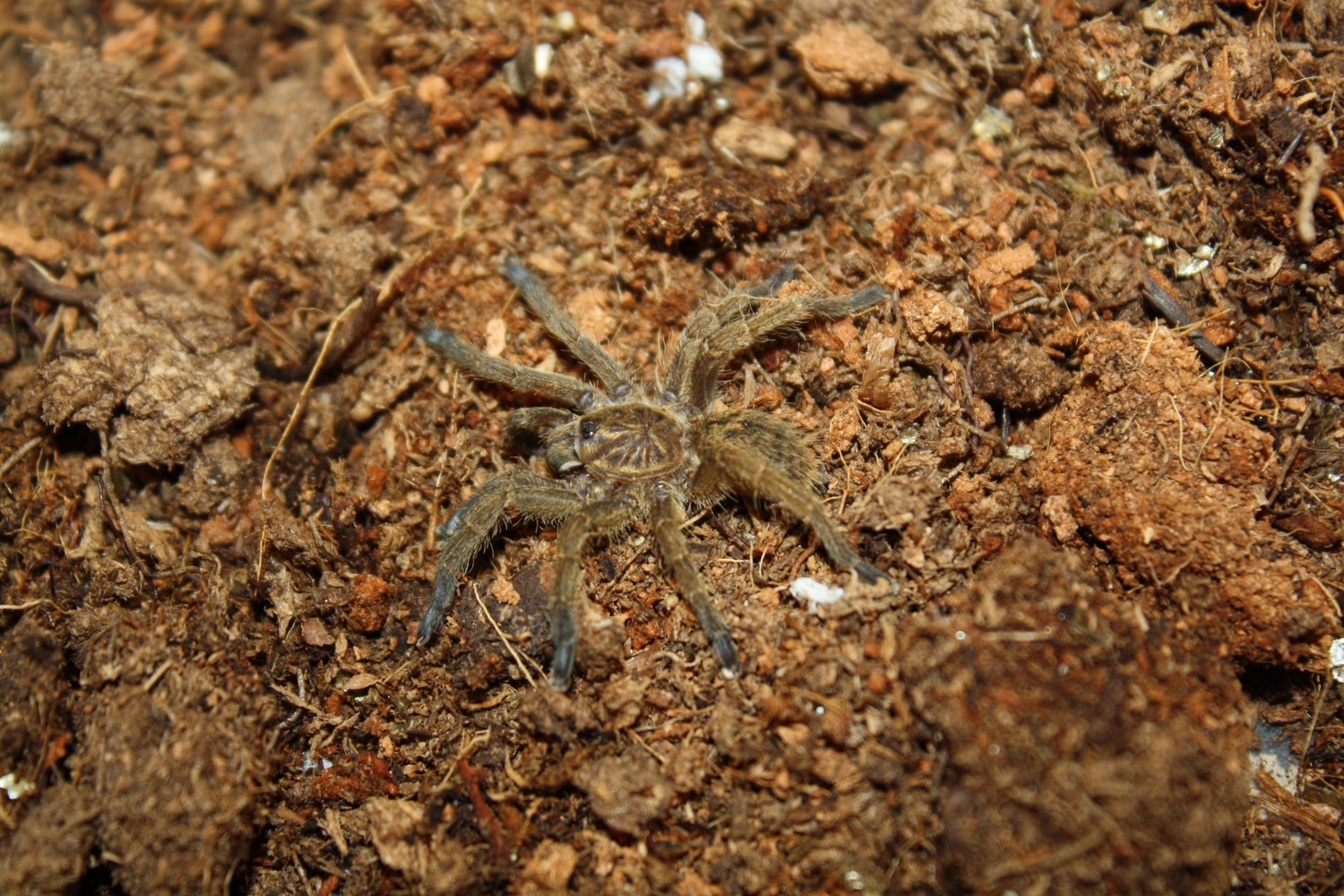 Idiothele Mira (Blue Foot Baboon) Tarantula by Arachnid Rarities ...