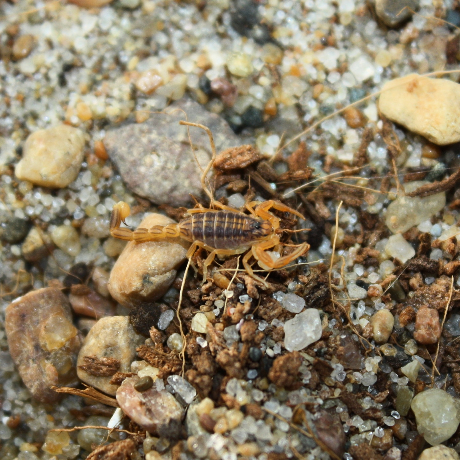 Buthus Mardochei (Rare And Beautiful) Scorpion by Arachnid Rarities ...