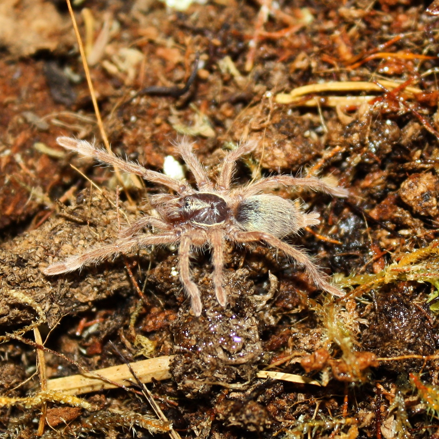 Neoholothele Incei 'Gold' (Trinidad Gold Dwarf) Tarantula by Arachnid ...