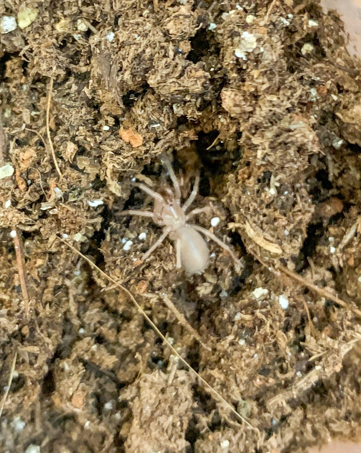 Calisoga Sp. San Jose True Spider by Arachnid Rarities - MorphMarket